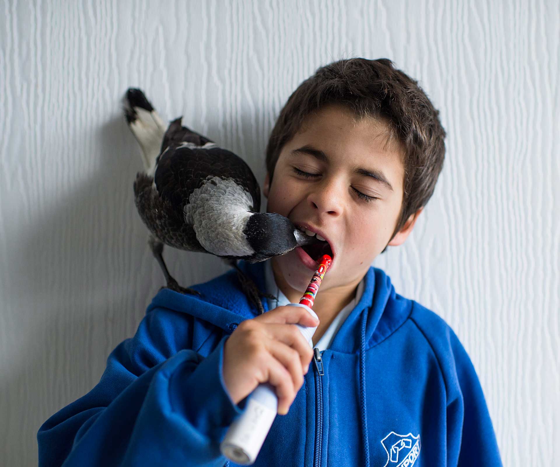 Magpie Penguin Bloom healed the Bloom family after tragedy