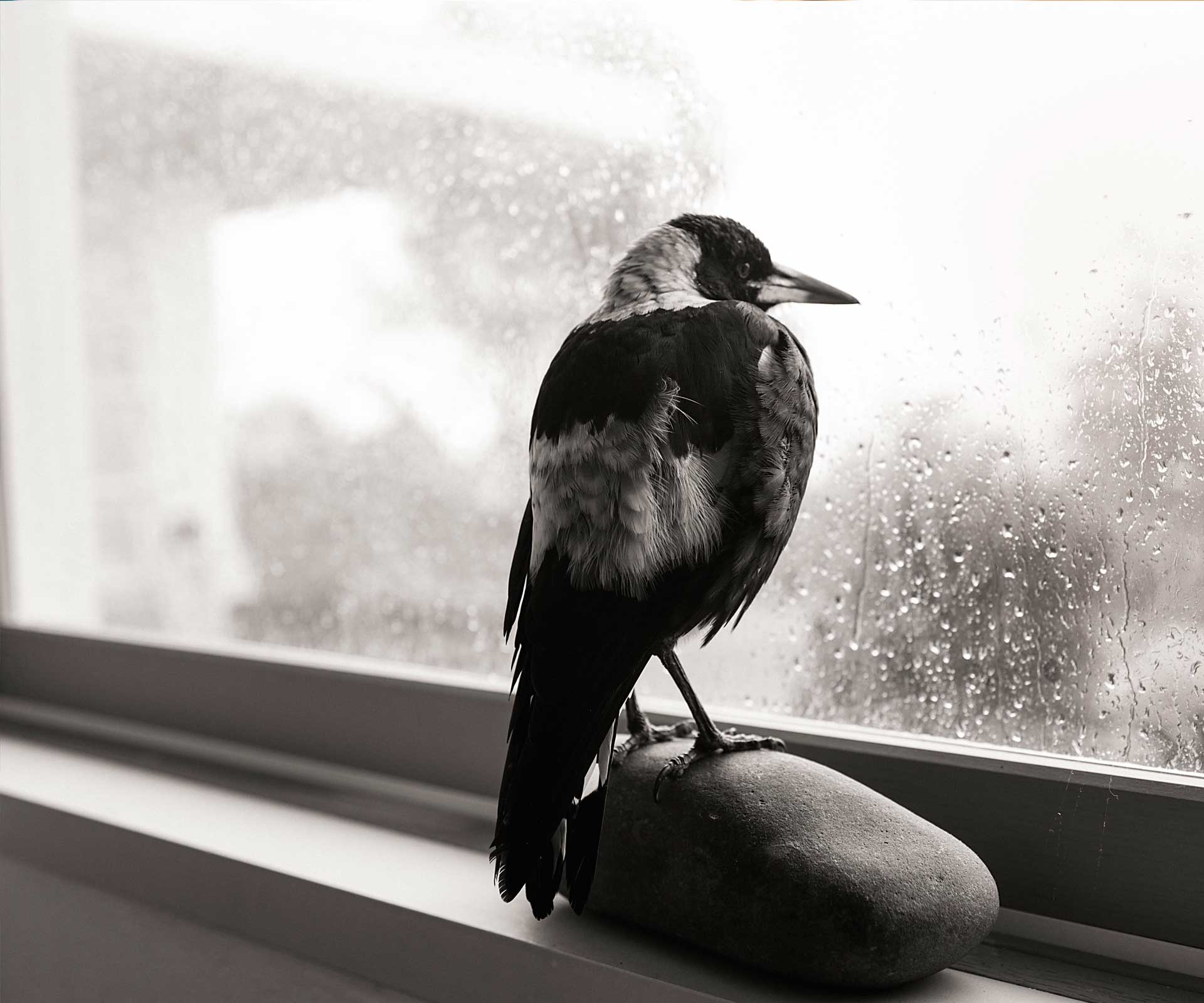 Magpie Penguin Bloom healed the Bloom family after tragedy