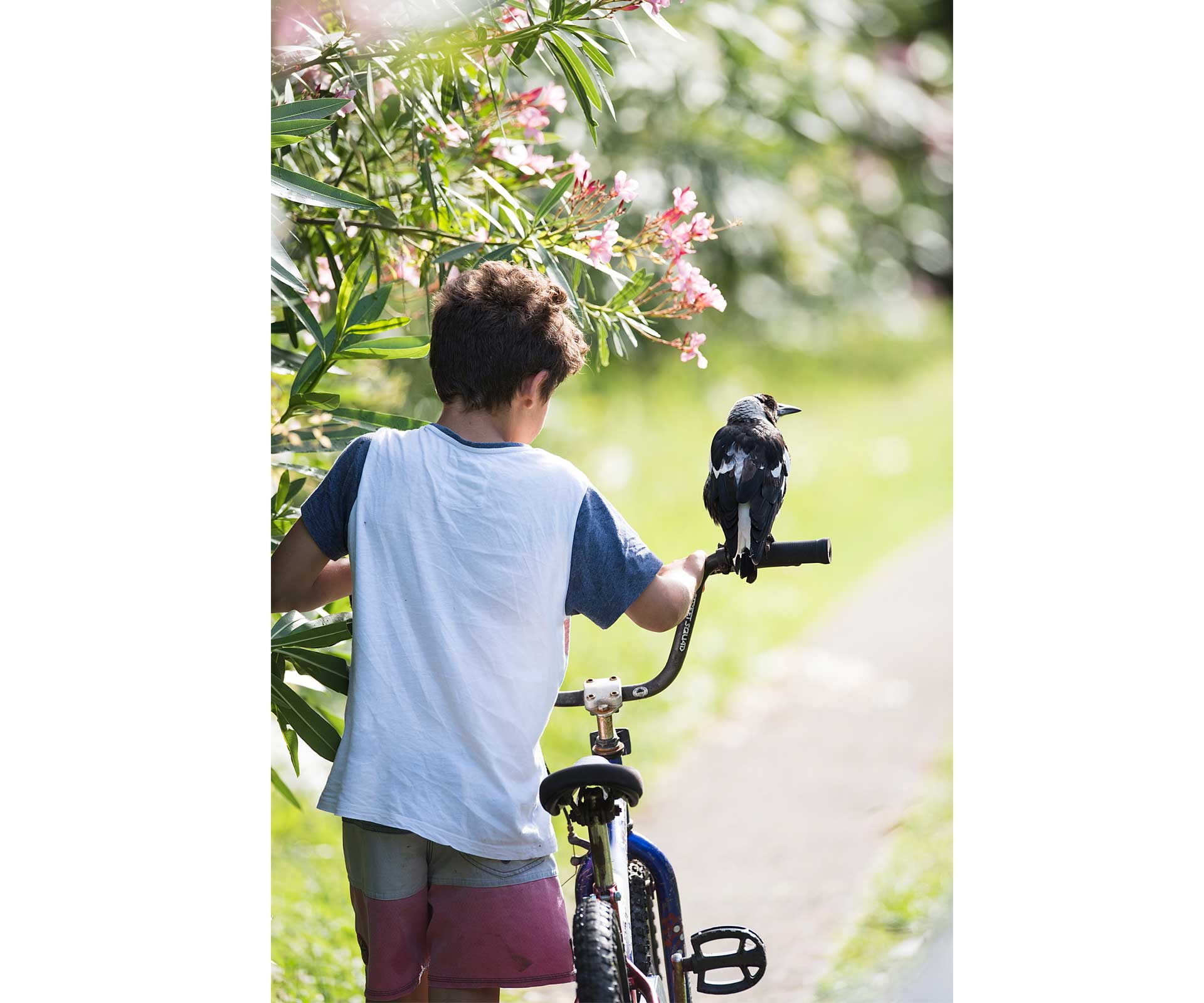 Magpie Penguin Bloom healed the Bloom family after tragedy