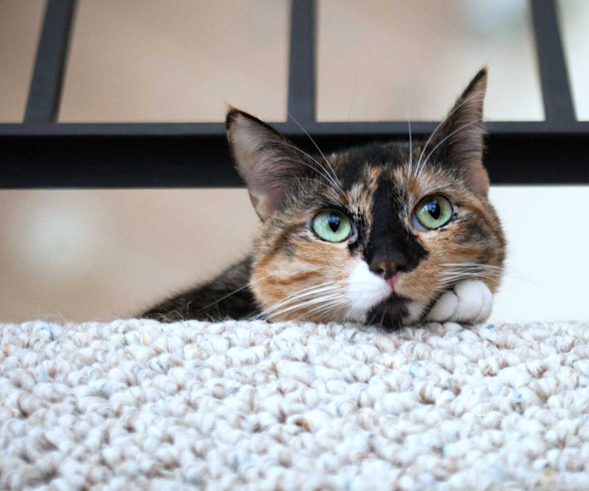 How to take the perfect photo of your cat