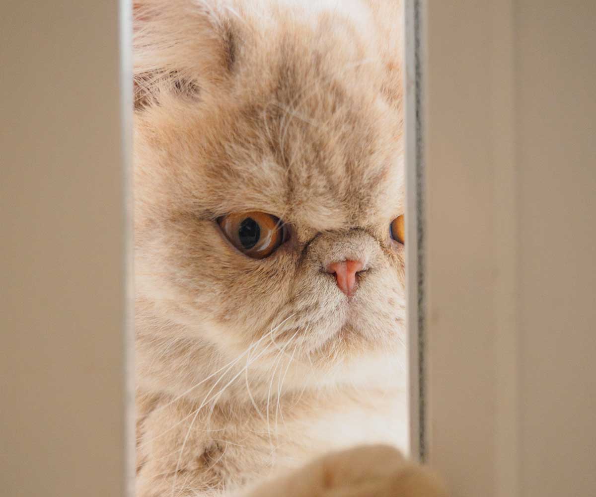 How to translate cat language to English