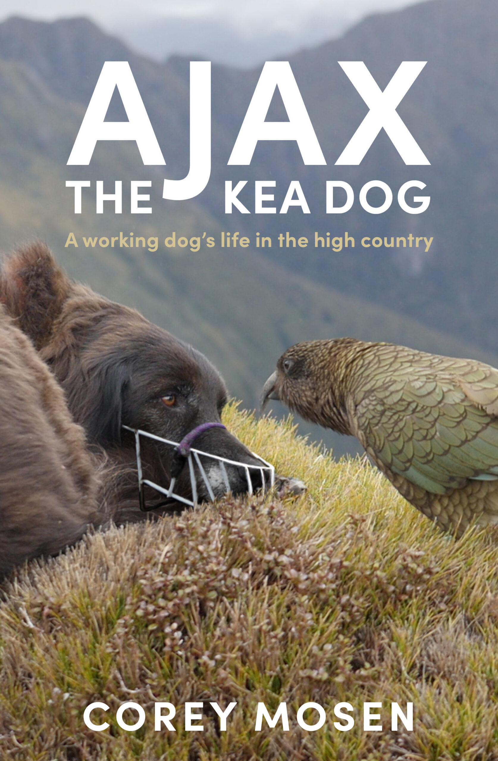 He's a canine superhero: meet New Zealand's only kea rescue dog, Ajax