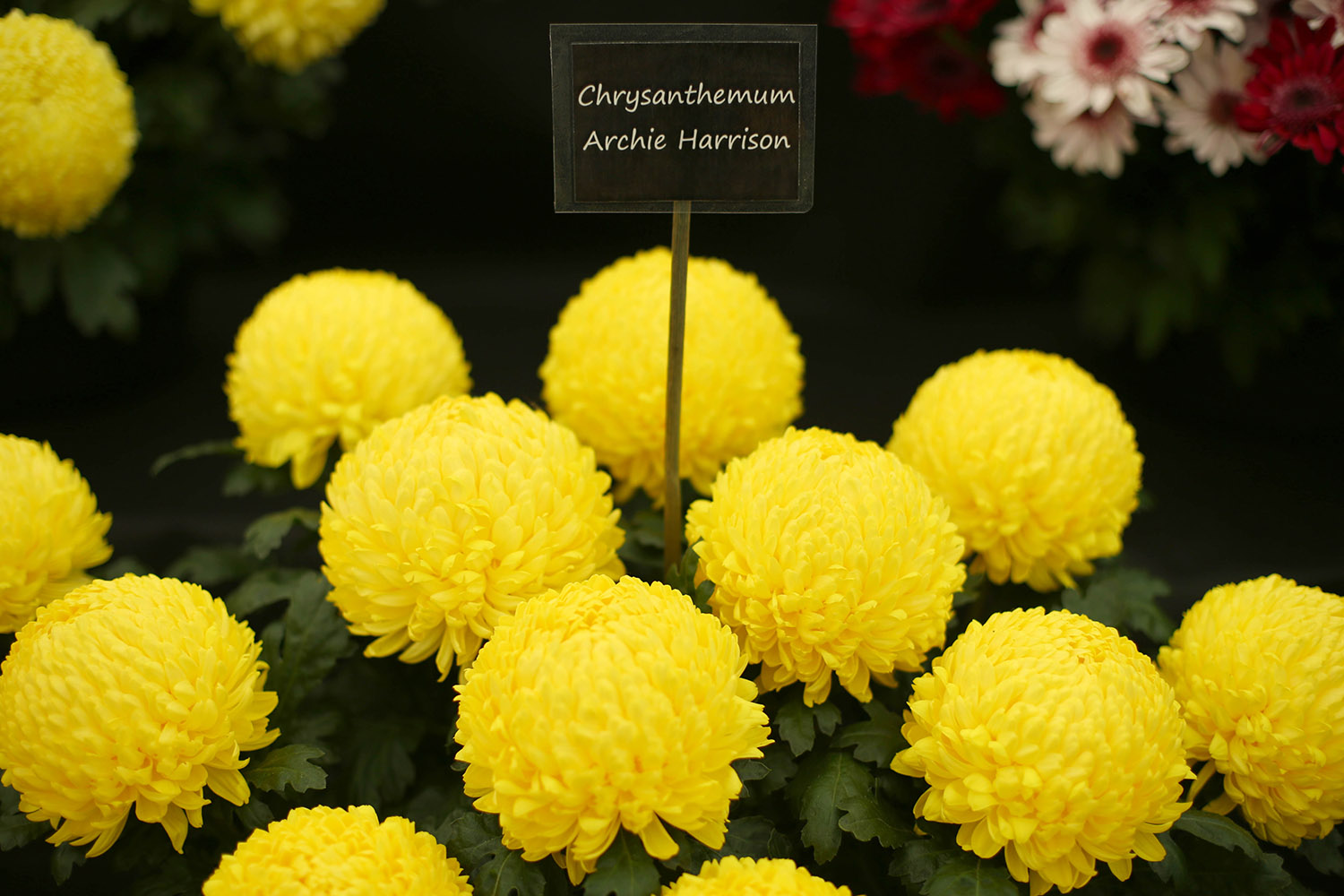Baby Archie has a vibrant yellow flower named after him