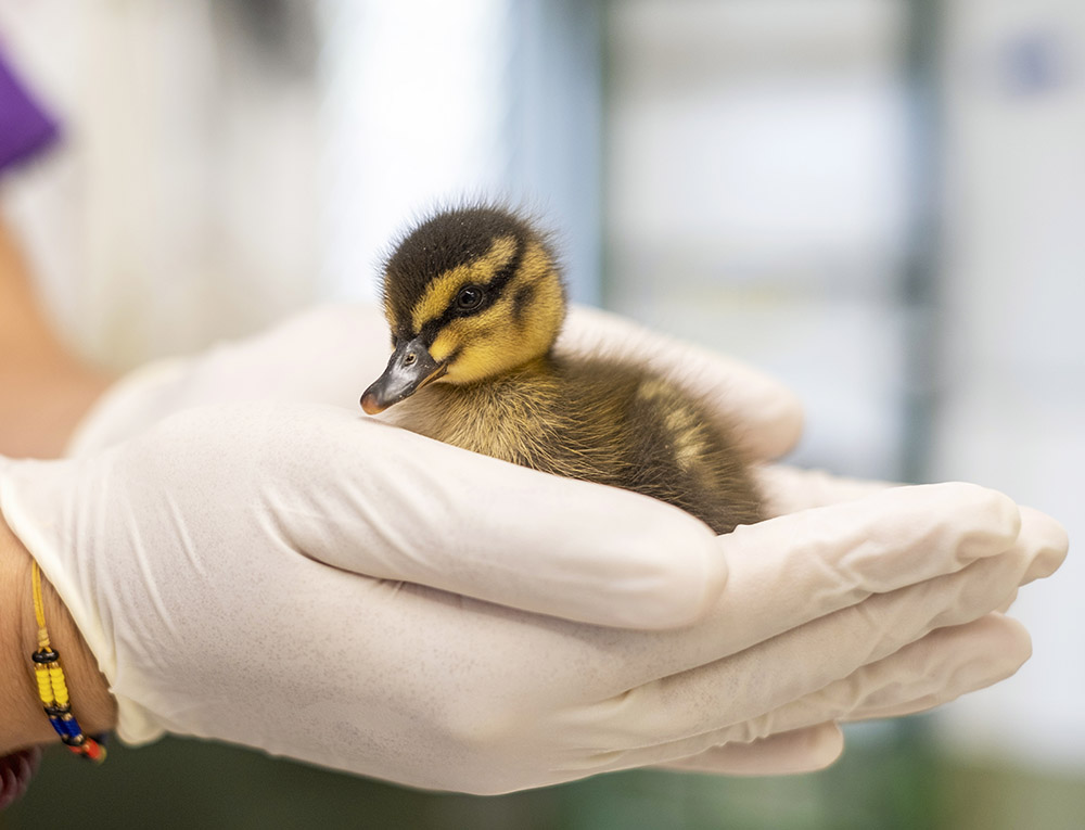 'Ducks brought us together!'