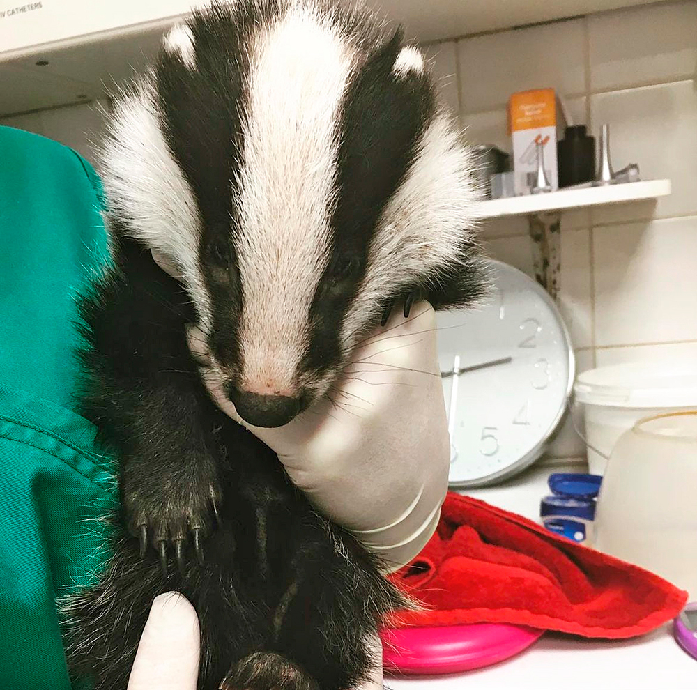 Vet nurse Jade's creature comforts