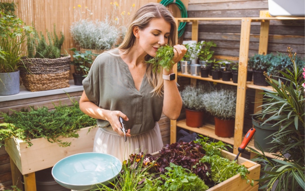 Plant your herbal tea garden this summer