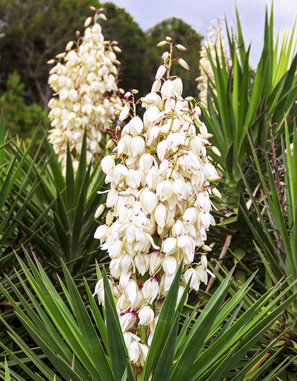 Planting yuccas in your garden | Now to Love - New Zealand