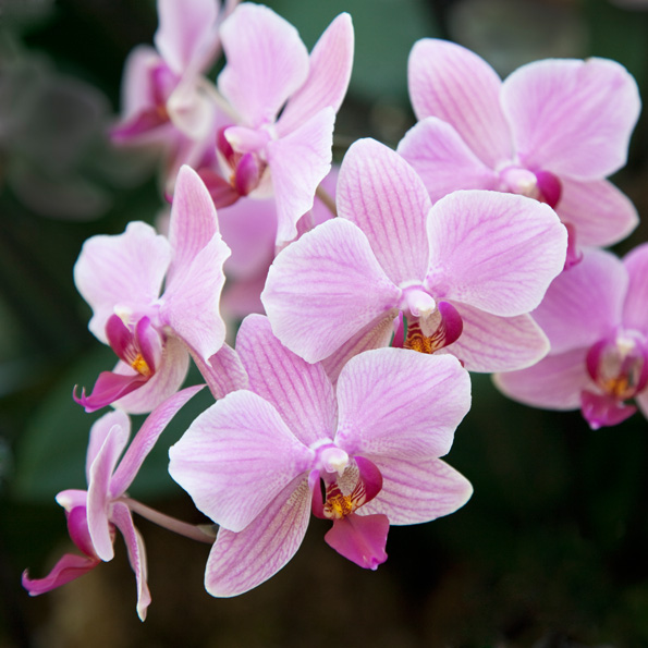 Tips for growing orchids | Now to Love - New Zealand