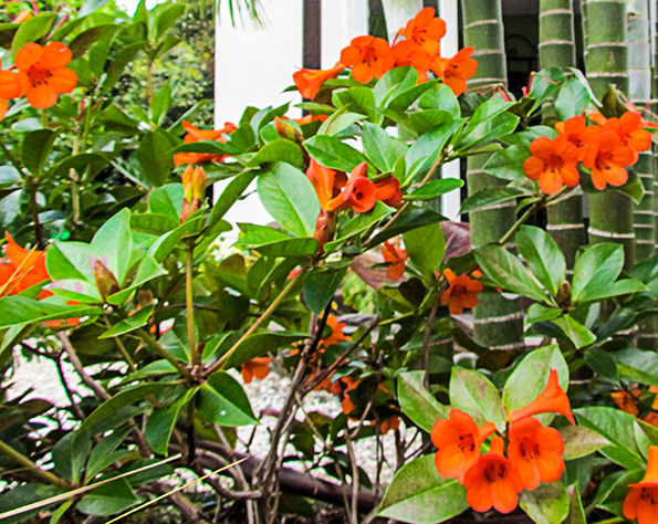 Gardening: Planting vireyas | Now to Love - New Zealand