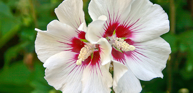 Gardening: Everything hibiscus | Now to Love - New Zealand