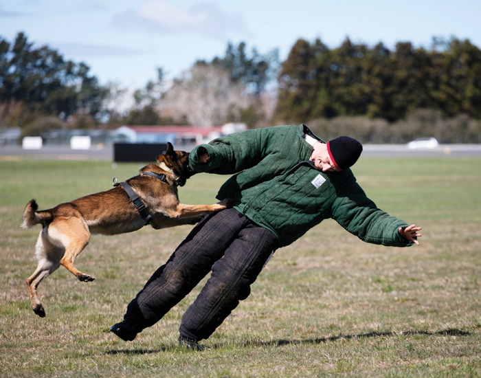 Meet the only female dog handler in the New Zealand Defence Force